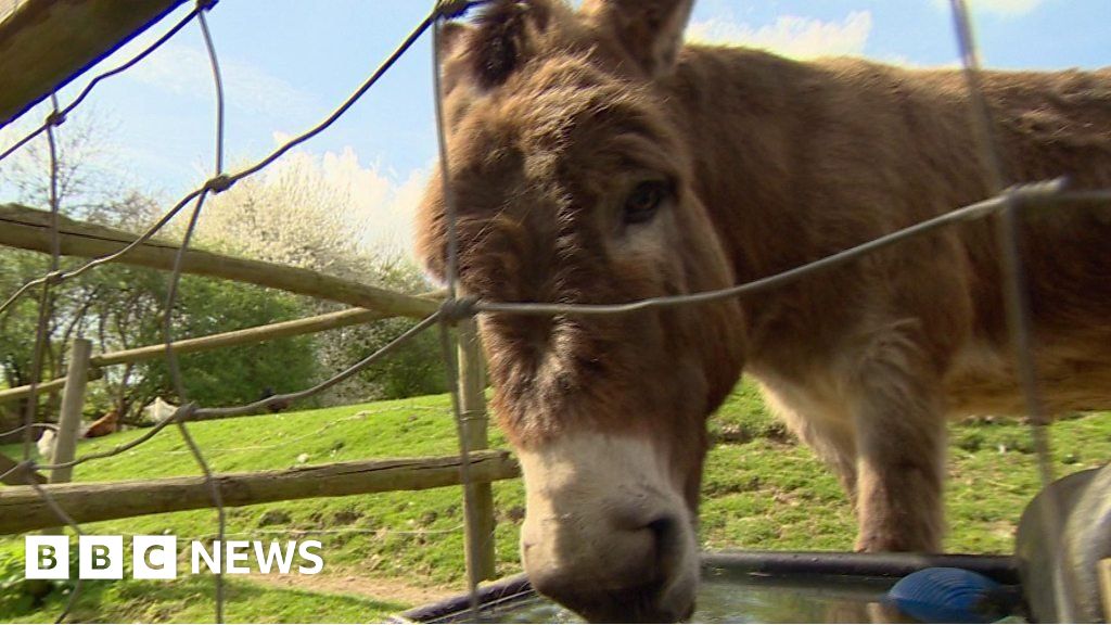 Hackney City Farm donkey 'too scared' for Easter parade - BBC News