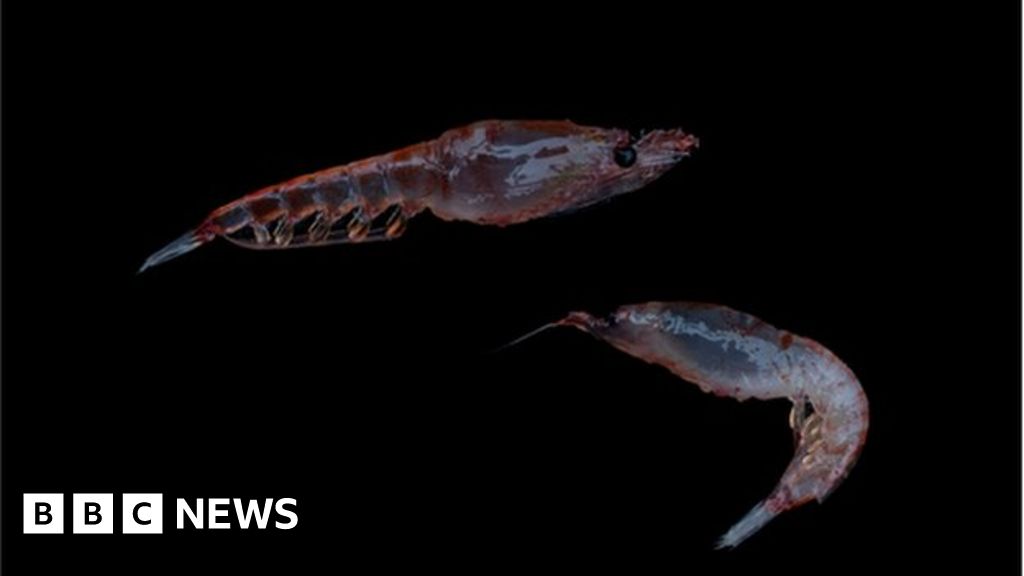 Krill companies stop Antarctic fishing - BBC News