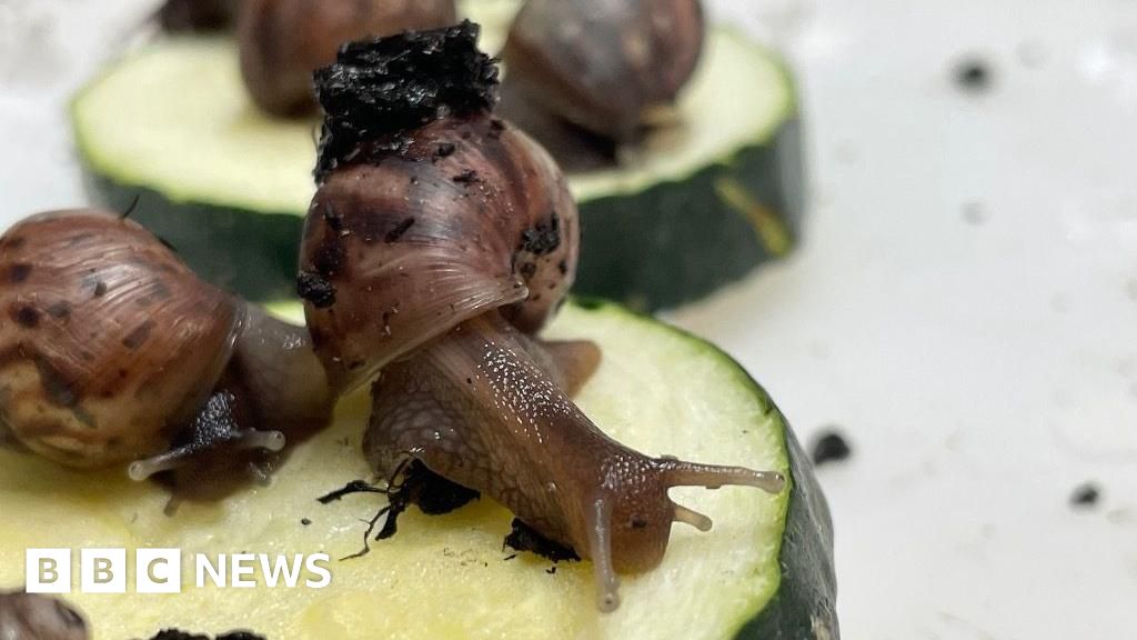 RSPCA looking for 'diligent' new homes for 10 giant snails - BBC News