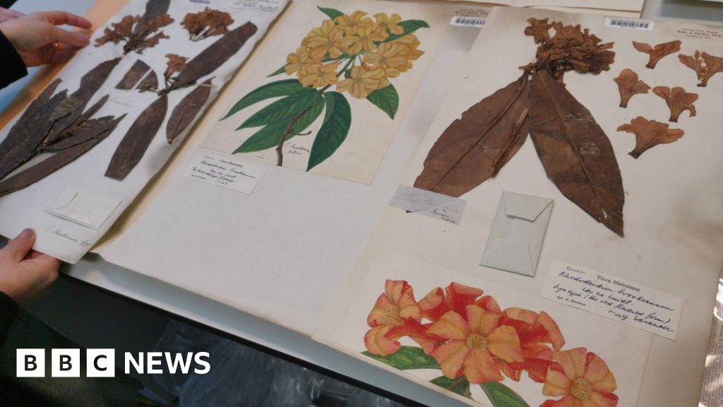 Cambridge University plant collection awarded Designated status - BBC News