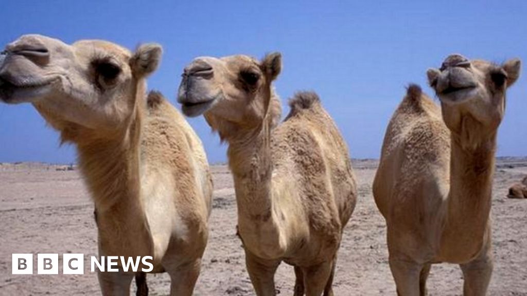 Ancient trade routes written in camel genes - BBC News