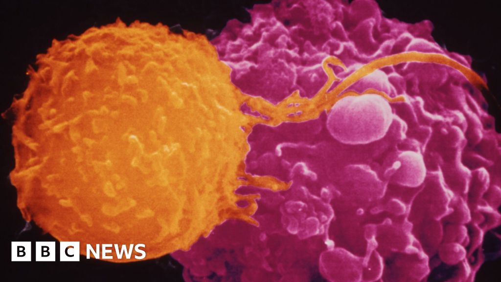 'Civil war' in immune system can fight disease - BBC News
