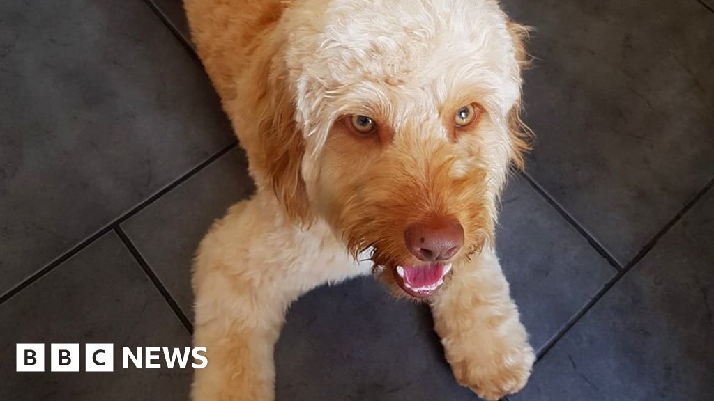 Bull terriers kill cockapoo and bite owner in 'frenzied' attack - BBC News