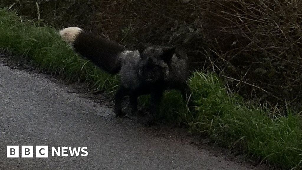 Rare black fox sighting in Somerset brings traffic to a standstill ...