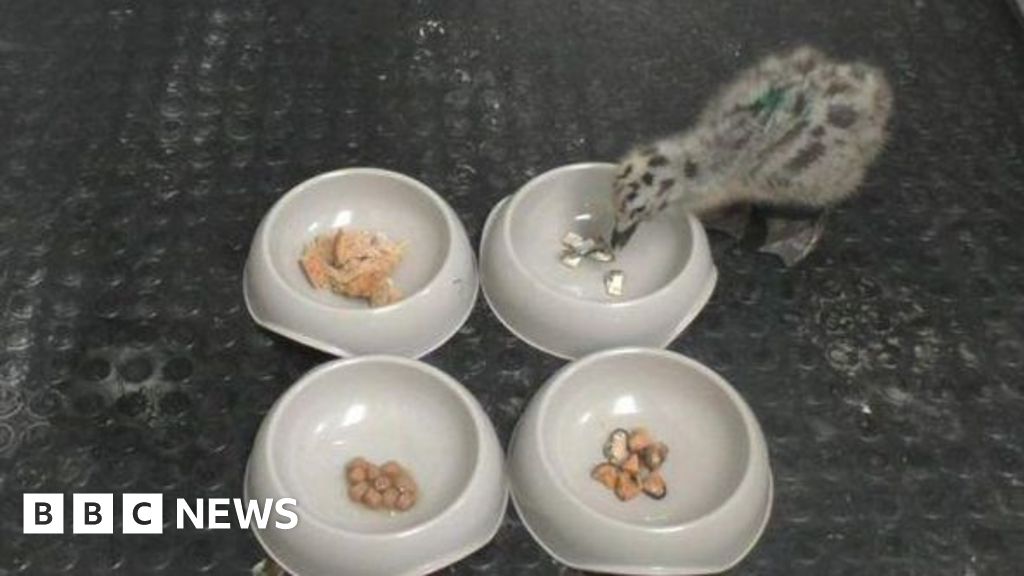 Study shows gull chicks rescued from Cornish towns prefer seafood - BBC ...