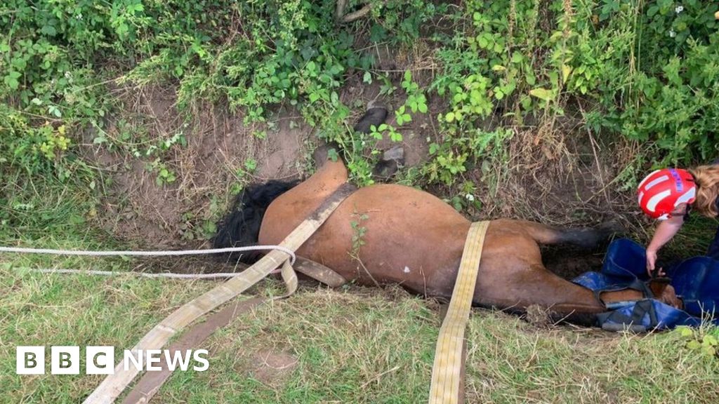Horse rescued from Cheshire ditch by firefighters