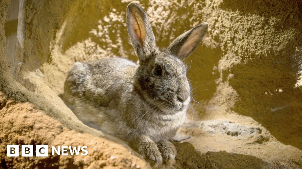 Survey of Inverness Castle's rabbit warrens - BBC News