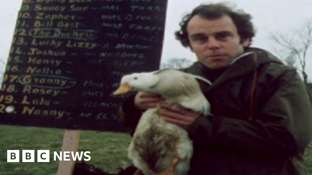 Fox decimates runners at annual duck race in Caldecott - BBC News