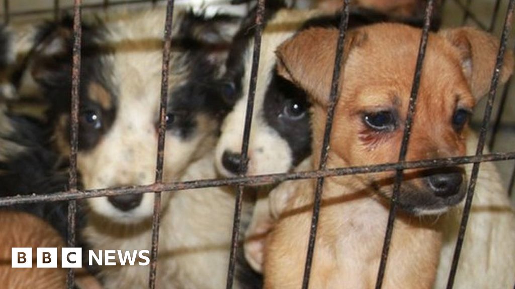 Christmas warning over crime gang links to online puppy sales