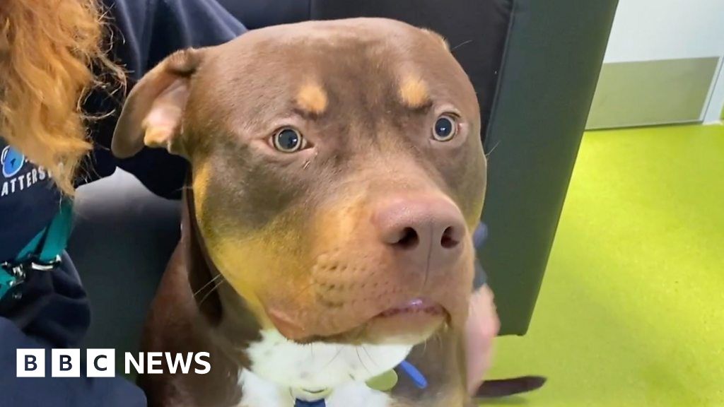 Cost of living: Battersea Cats and Dogs home feels impact - BBC News