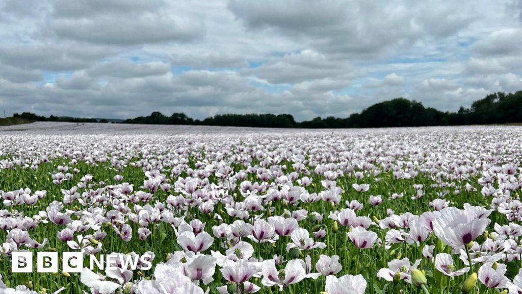 Sea of white poppies returns to Ludlow fields - BBC News