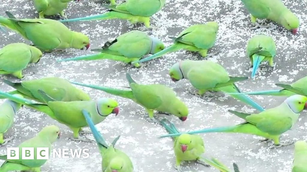 Why hundreds of parakeets visit this same terrace every day