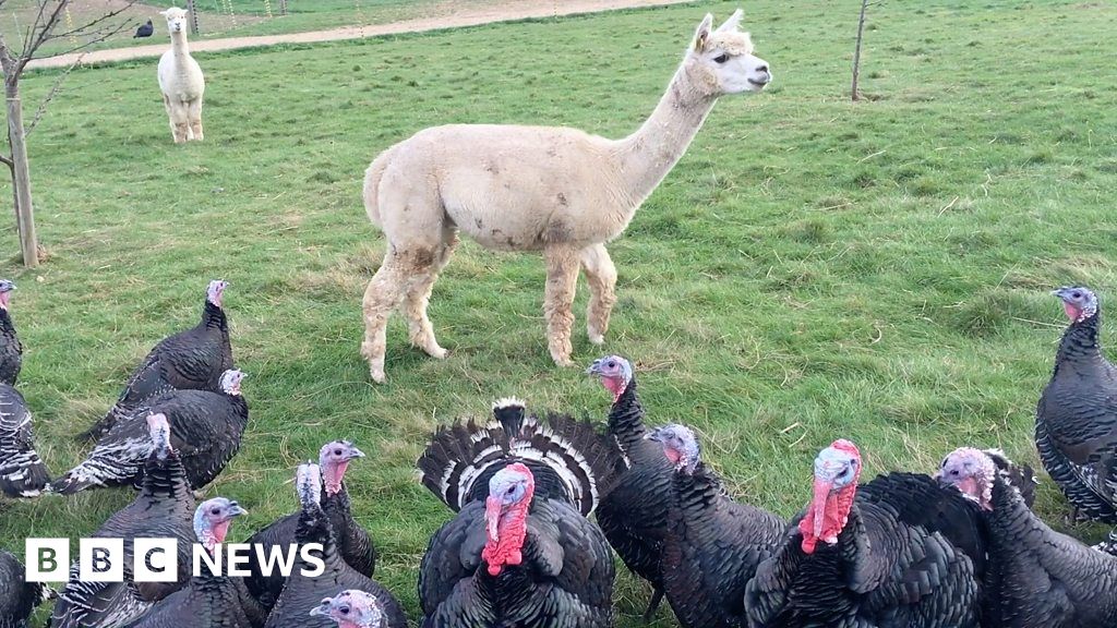 How alpacas keep turkey off foxes' menus - BBC News