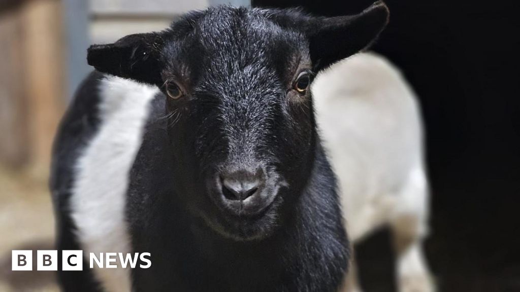 Two stolen goats returned to Amersham farm in 'Christmas miracle' - BBC ...