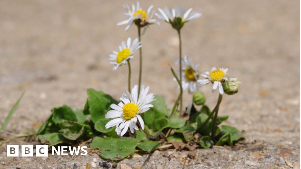 All you need to know about nature deficit disorder - BBC News