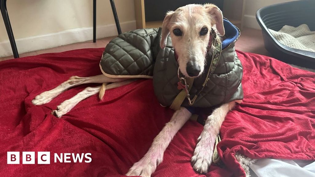 Dog dumped on Christmas Day finds forever home - BBC News