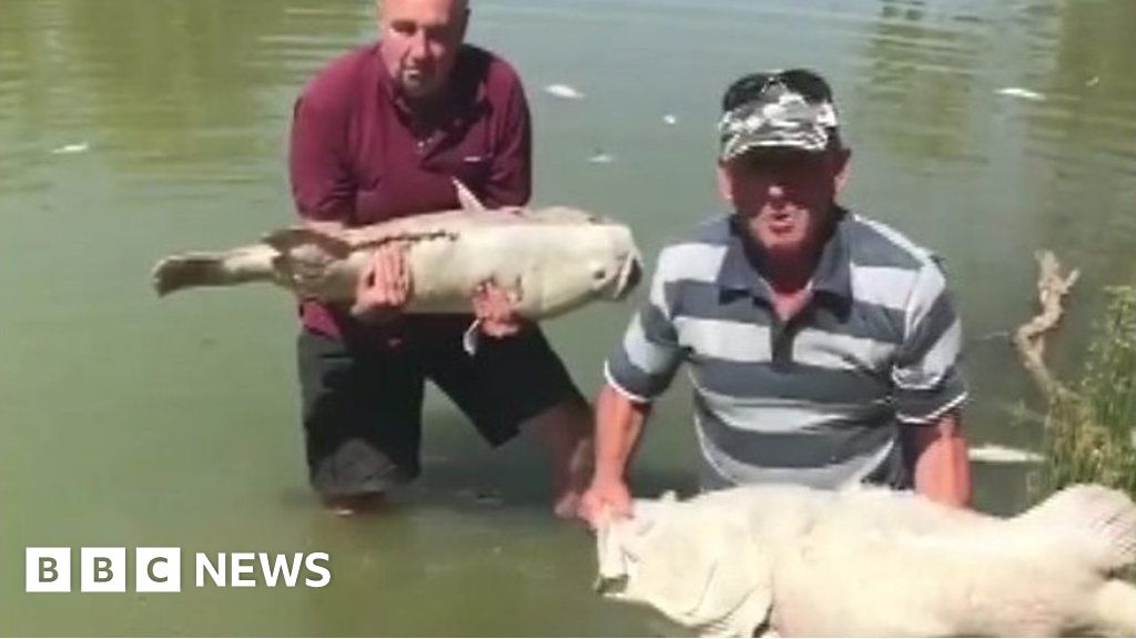 Australia fish deaths: Thousands found floating in New South Wales ...