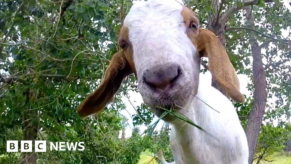 These goats work for the government - BBC News