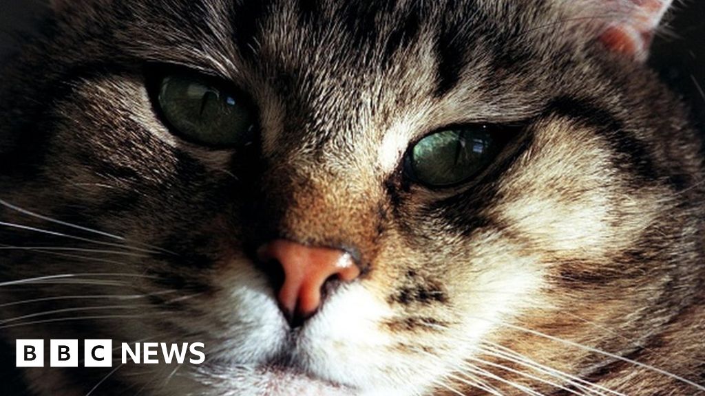 The mysterious novel in the cat video comments - BBC News