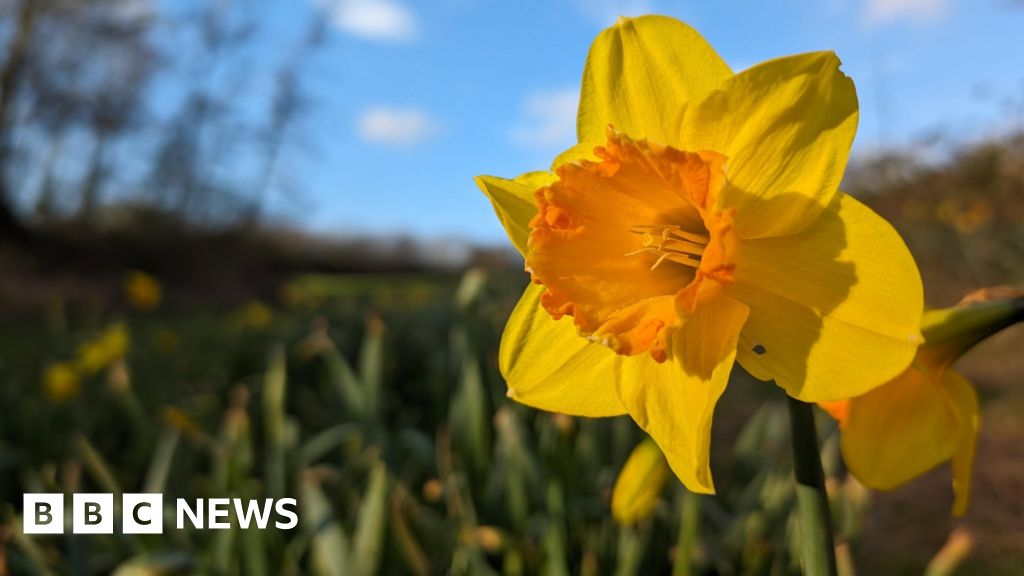 Your pictures: 'Spring has sprung' - BBC News