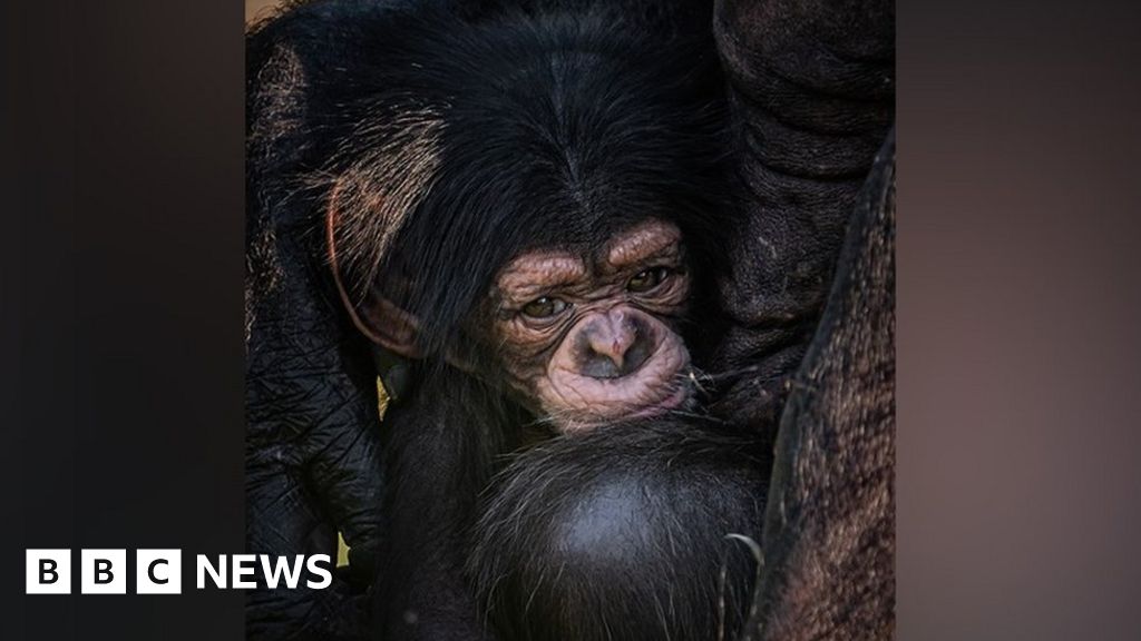 Chester Zoo celebrates birth of rare chimpanzee - BBC News