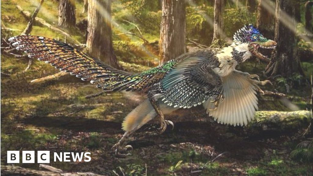 Dinosaur find: Velociraptor ancestor was 'winged dragon' - BBC News