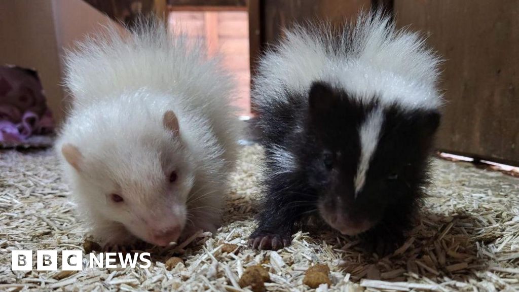 Suffolk Rural college welcomes new baby wallaby and skunks - BBC News
