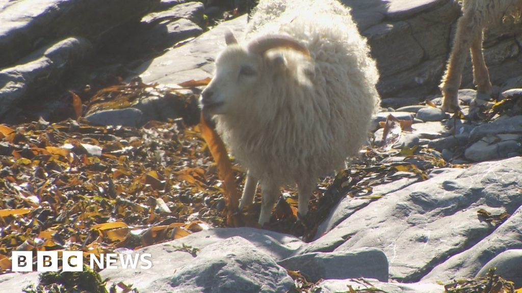 First North Ronaldsay seaweed-eating sheep festival - BBC News