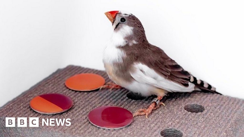 A bird's eye view: Songbirds perceive colour like humans - BBC News