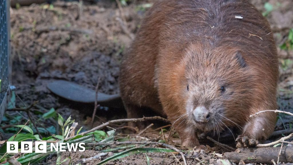 Beaver family released into Wyre Forest - BBC News