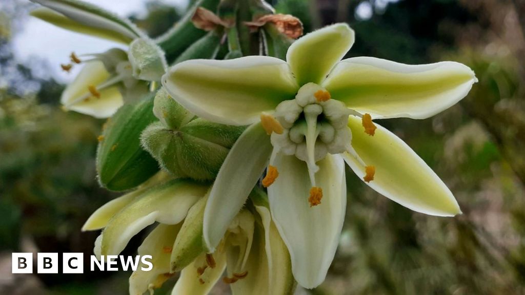 Rare plants flowering for only time in Devon after 10 years - BBC News