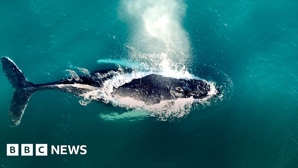 Isles of Scilly: Humpback whale makes comeback - BBC News