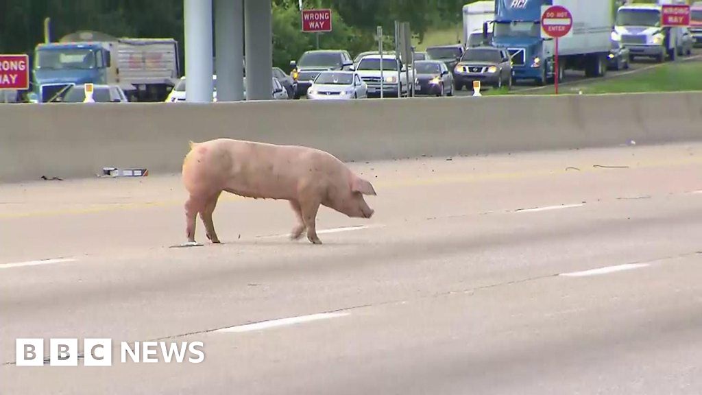 Hogs on road cause Texas rush-hour chaos - BBC News