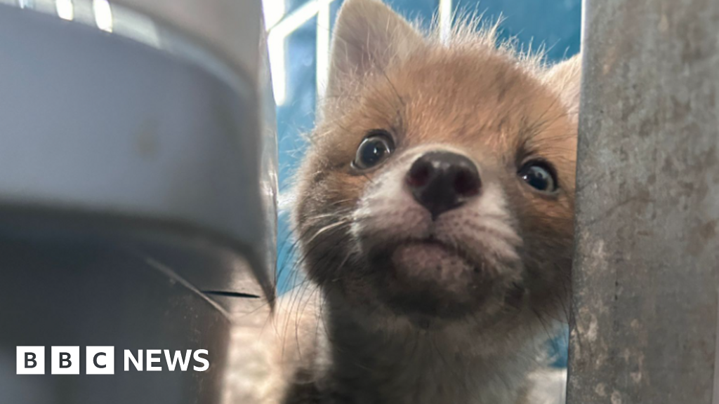 Wiltshire RSPCA centre introduces fox cubs back into the wild