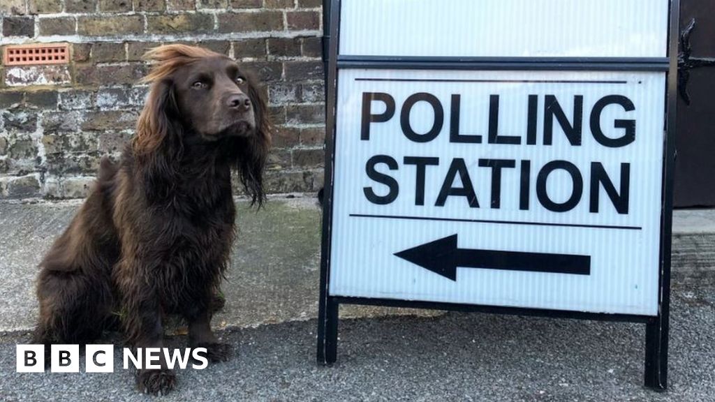 Local elections 2019: Dogs at the polls - BBC News