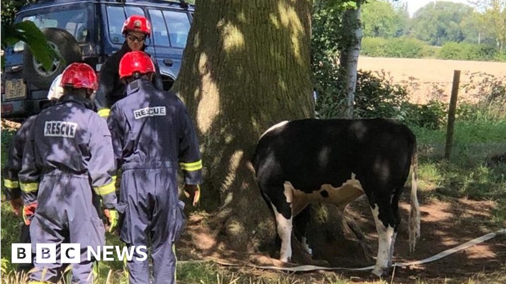 'Curious' cow gets head stuck in tree in Oxford - BBC News