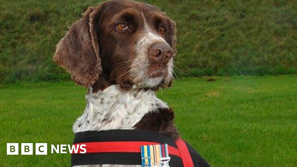 Lifesaving RAF sniffer dog honoured at Waddington - BBC News