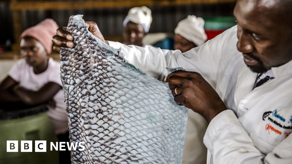 Meet the fish leather pioneers - BBC News