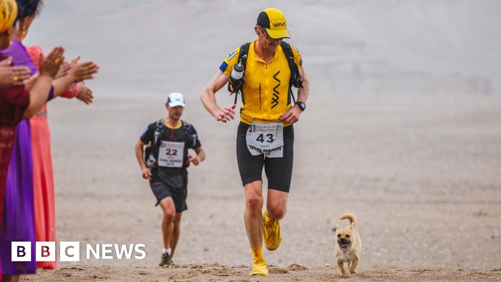 Marathon runner's bid to adopt Chinese stray dog - BBC News