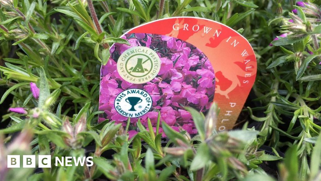 Brexit hope for Welsh plant growing businesses - BBC News