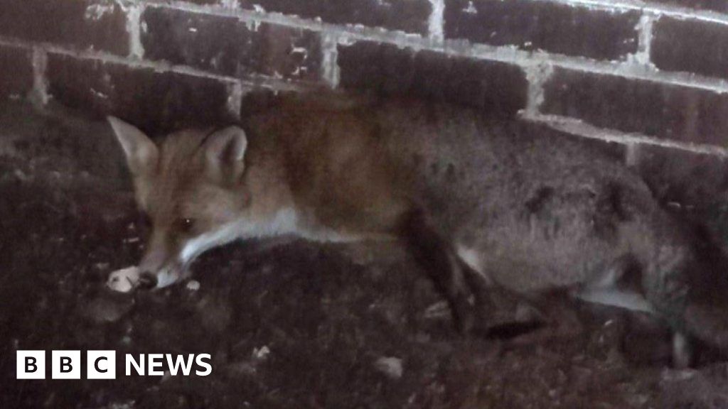 The men keeping an eye on fox hunters - BBC News