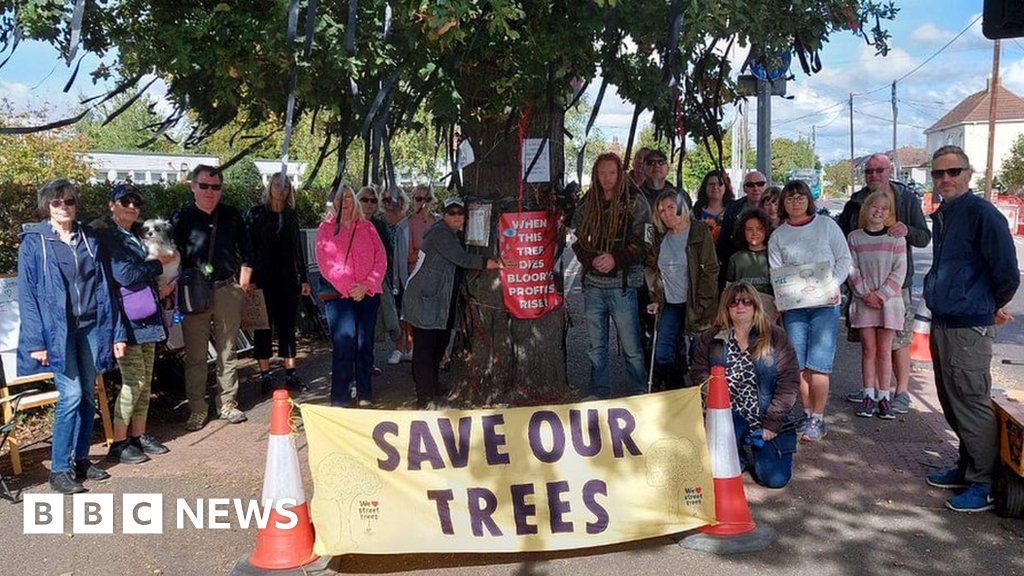 Rochford tree protest: Essex Police investigate gun incident - BBC News