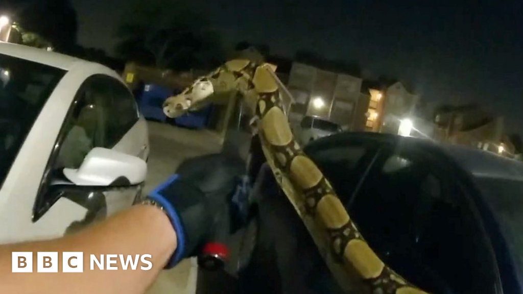 Bodycam shows Texas officer wrangling a huge snake - BBC News
