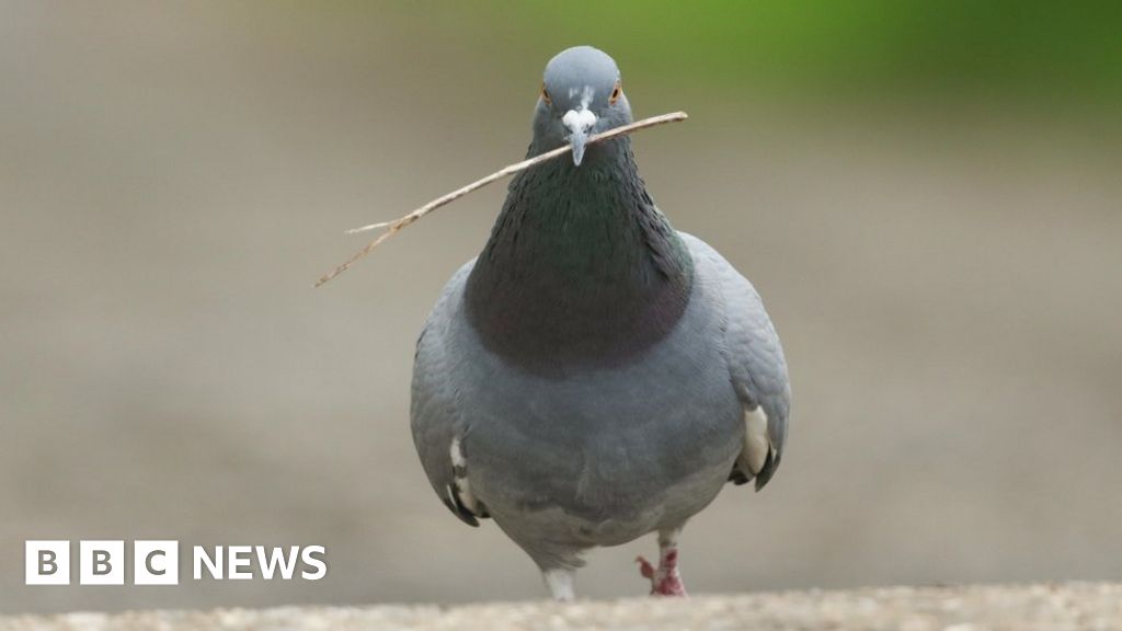 Bradford underpass blighted by pigeon droppings - BBC News
