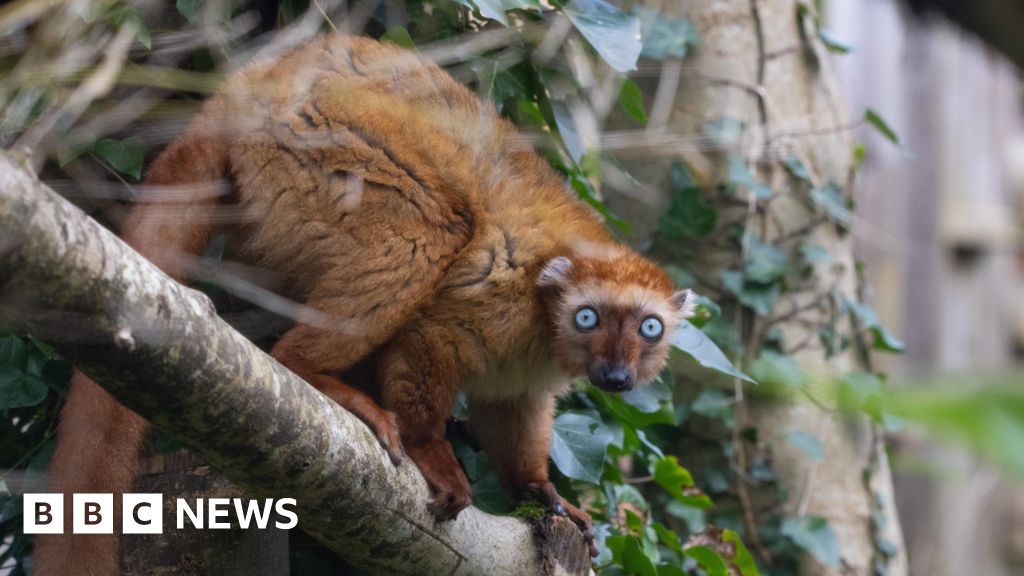 Bristol Zoo Project to focus on six species facing extinction - BBC News