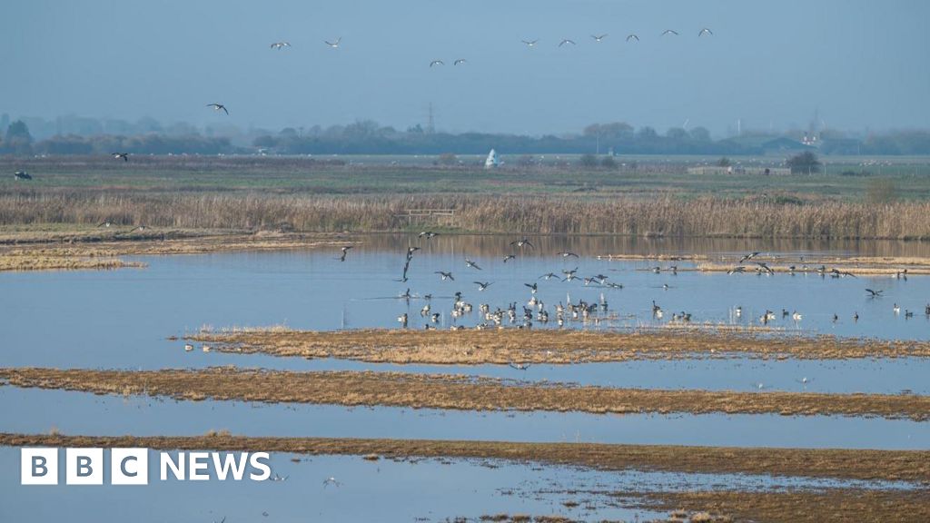 Frampton Marsh nature reserve hosts events for 40th anniversary - BBC News