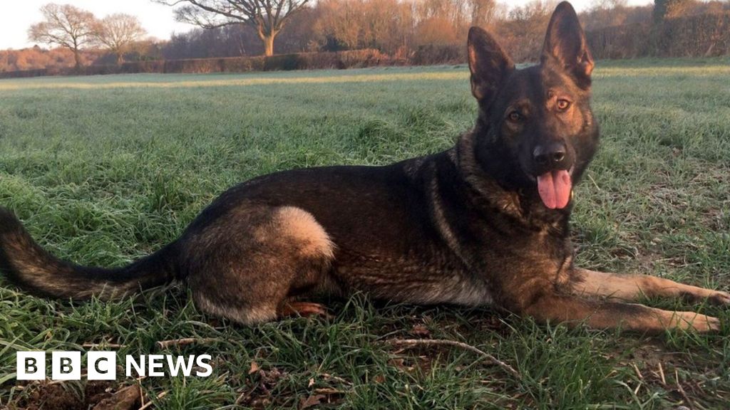 Thames Valley and Hampshire police to cut dog unit