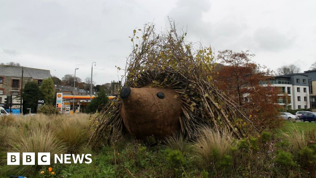 Truro roundabout hedgehogs 'hibernating' under sticks - BBC News