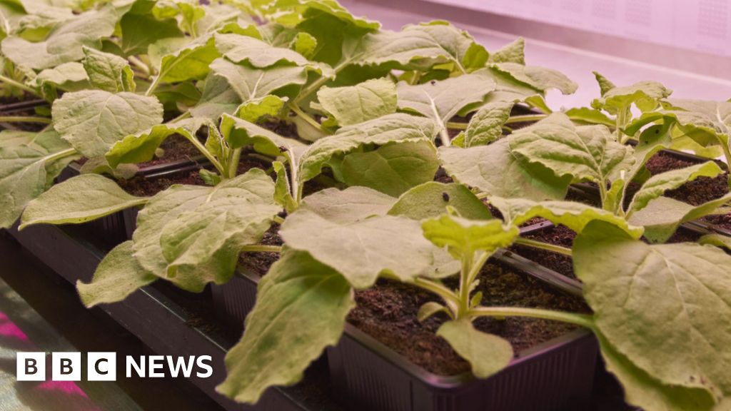 Plants 'hijacked' to make polio vaccine