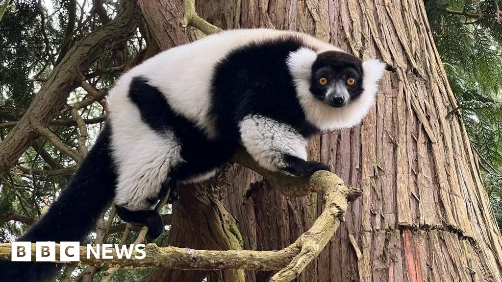New lemur welcomed by Combe Martin Wildlife Park resident